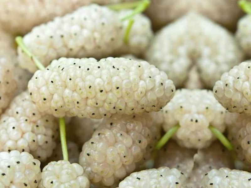 توت سفید و معرفی 8 مورد از خواص شگفت انگیز این میوه